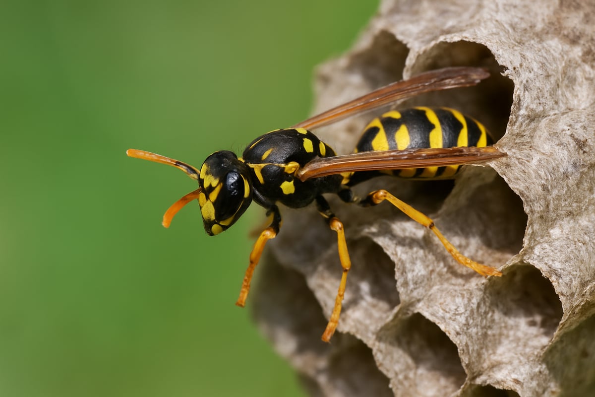 Yellow Jacket Bees Guide: Identification and Safety Tips 2025 – OBEX ...